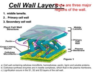 Plant Cell Wall Diagram