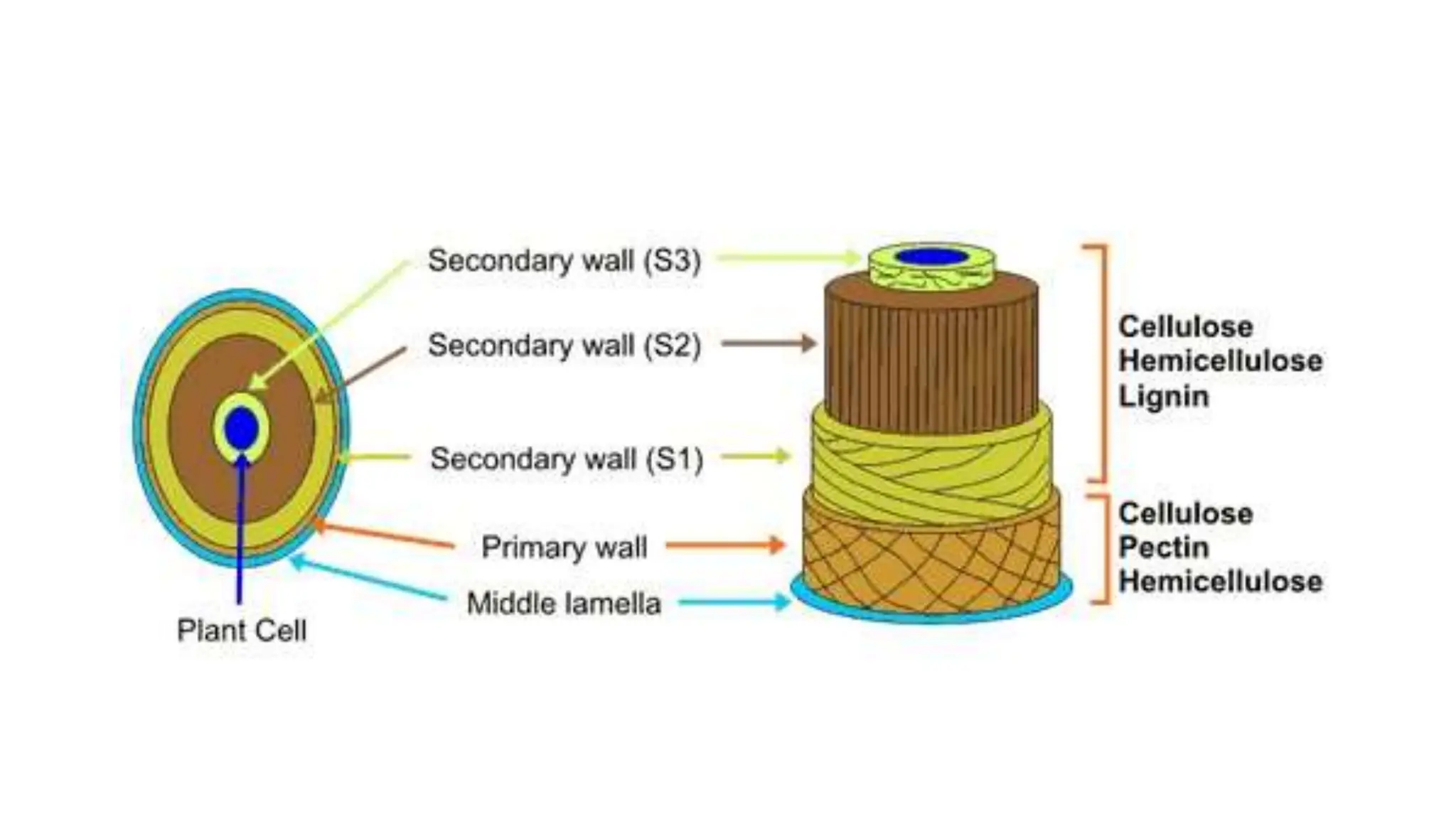 cell wall msc.pptx