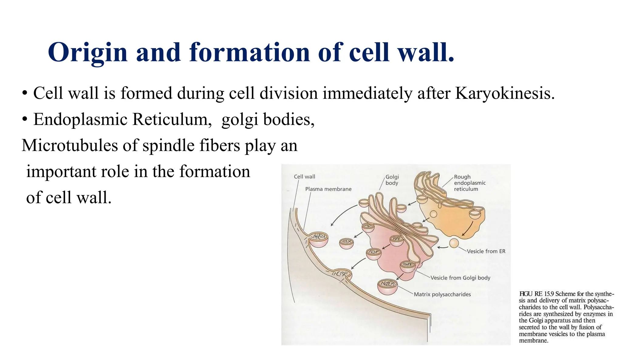 cell wall msc.pptx