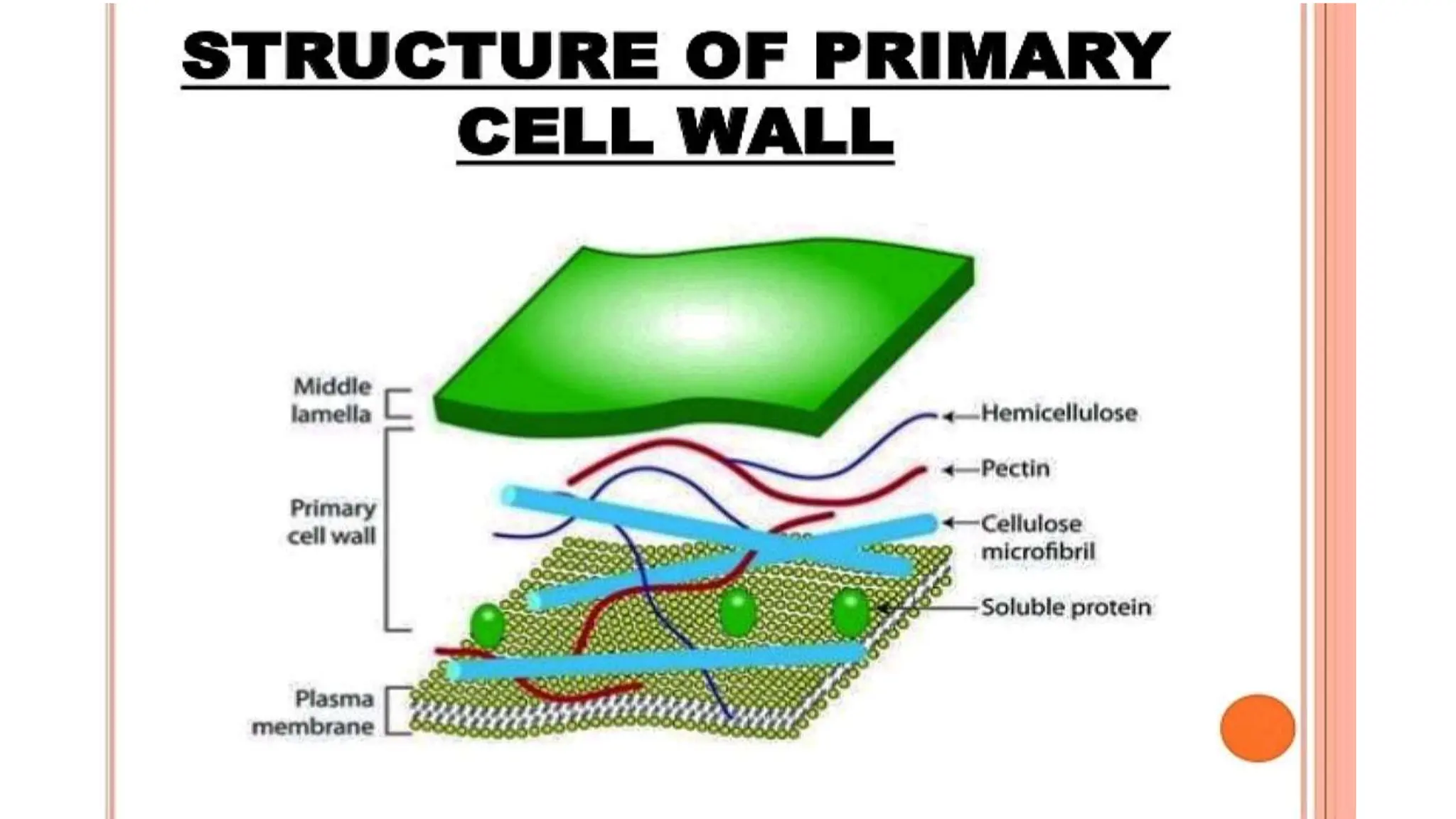 cell wall msc.pptx