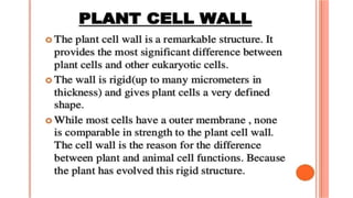 cell wall msc.pptx