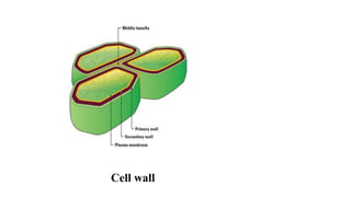 cell wall msc.pptx
