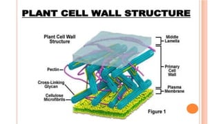cell wall msc.pptx