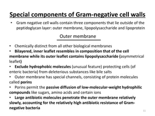 Cell Wall of bacteria a brief description | PDF