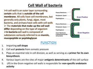 Cell Wall of bacteria a brief description | PDF