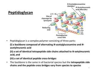 Cell Wall of bacteria a brief description | PDF