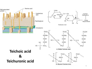 Cell Wall of bacteria a brief description | PDF