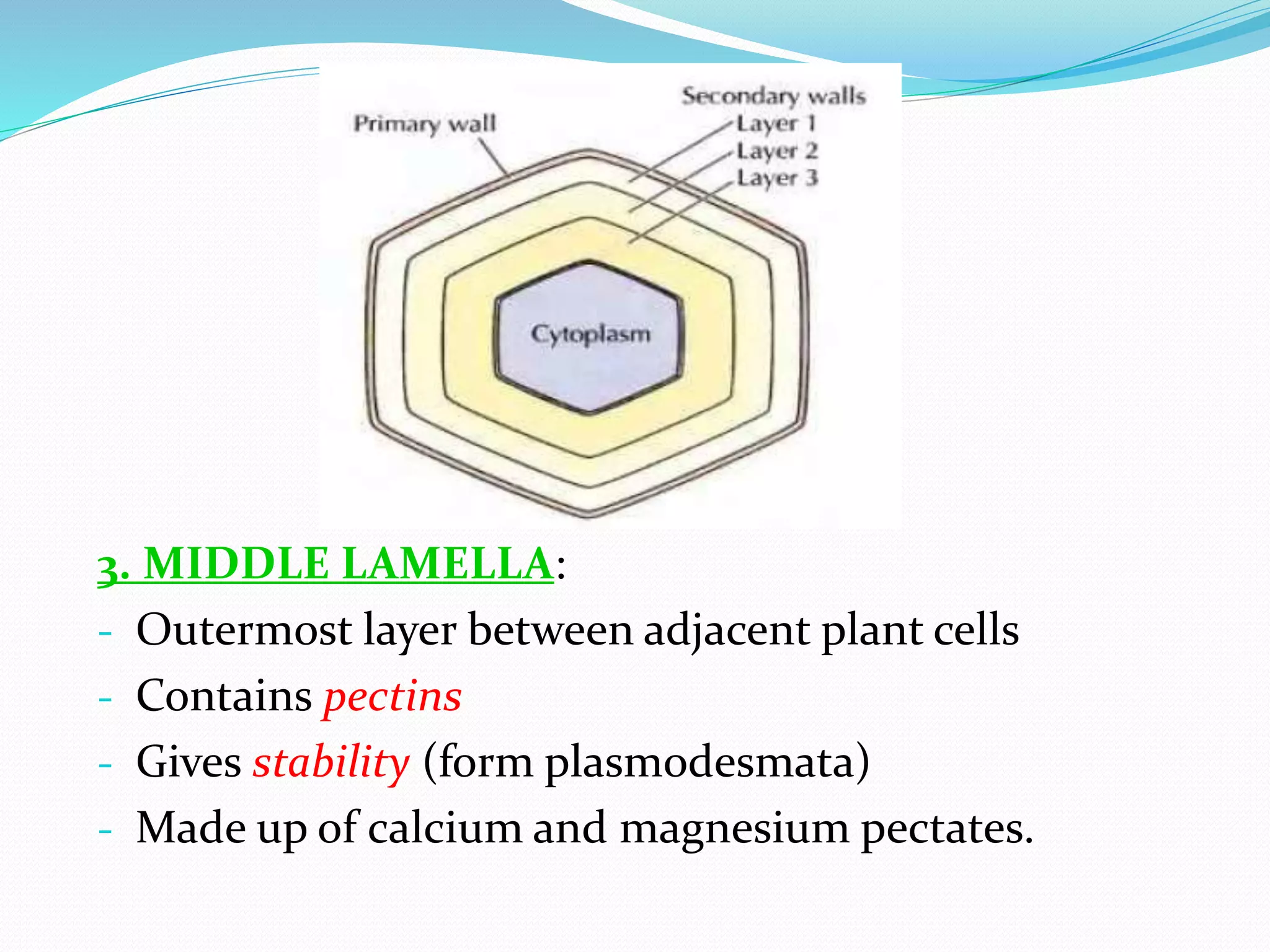 Cell wall ppt | PPTX