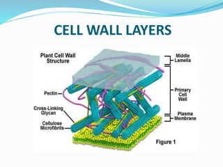 Cell wall ppt | PPTX