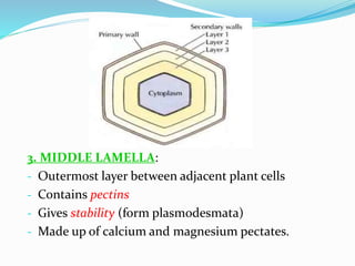 Cell wall ppt | PPTX