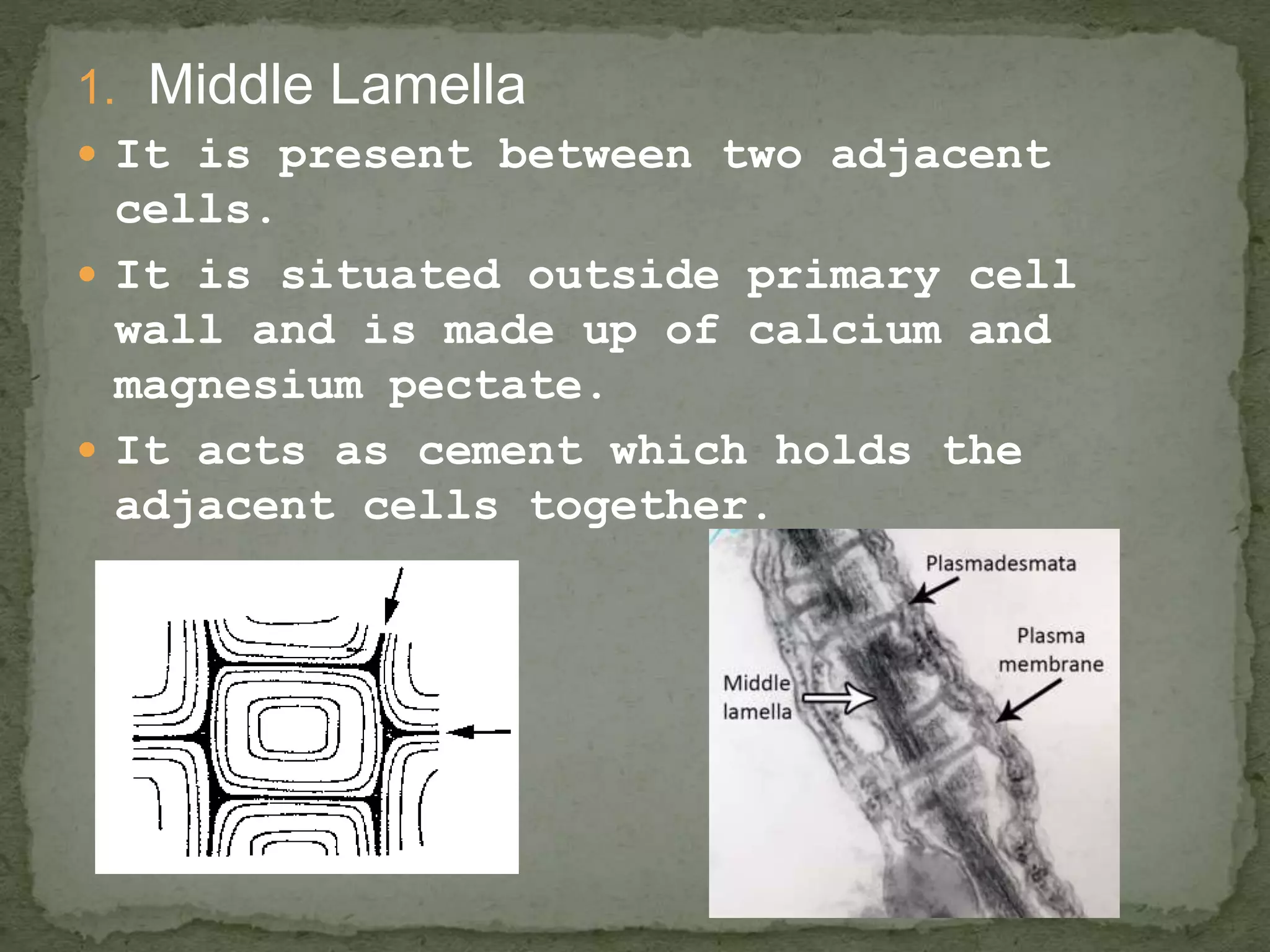 Cell walls and extracellular matrix | PPTX