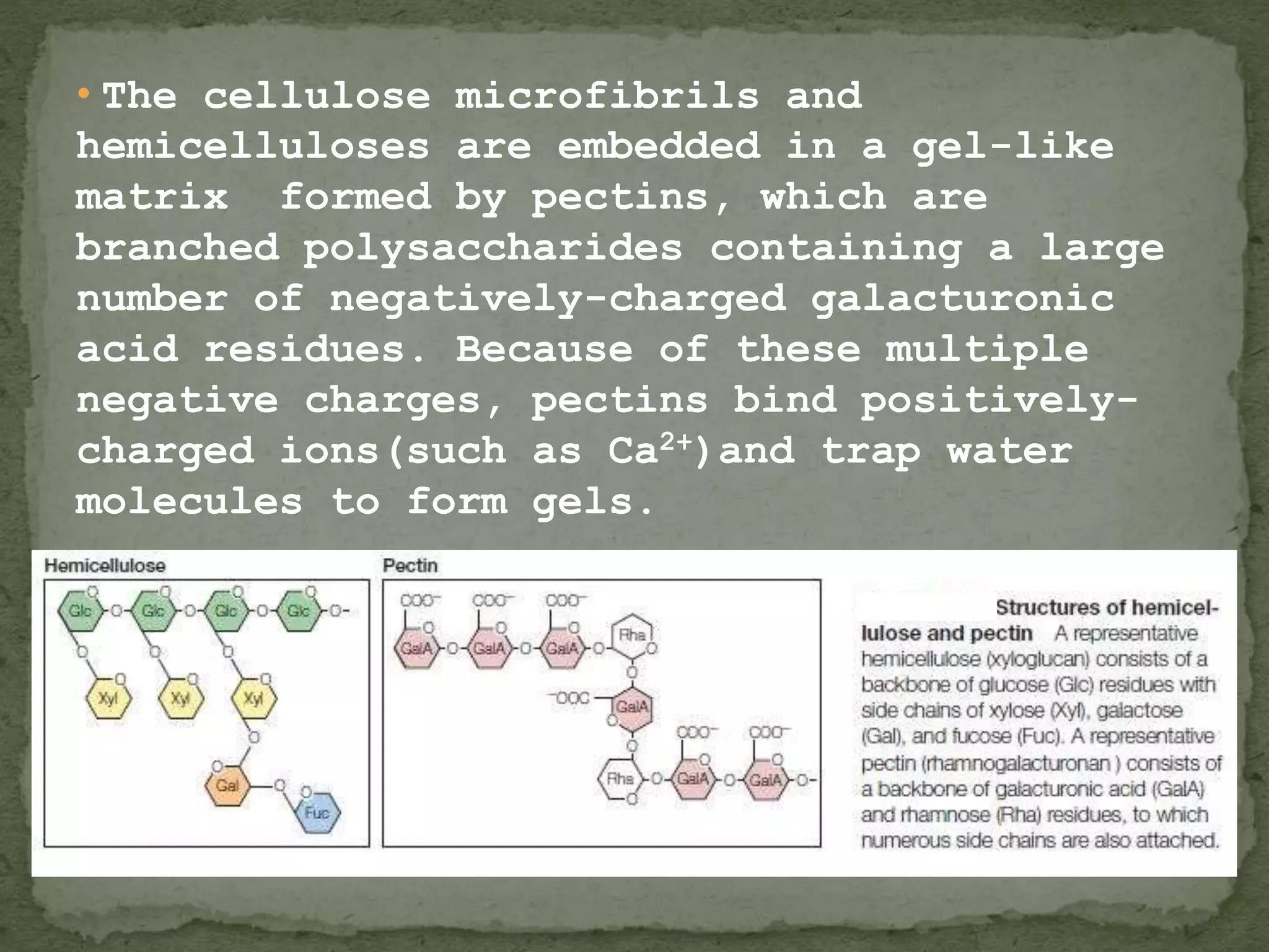 Cell walls and extracellular matrix | PPTX