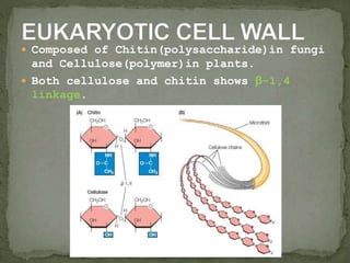 Cell walls and extracellular matrix | PPTX