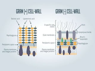 Cell walls and extracellular matrix | PPTX