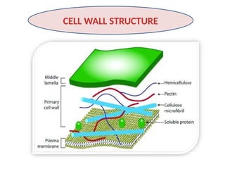 Cell wall structure and functions .pptx
