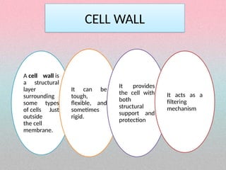 Cell wall structure and functions .pptx