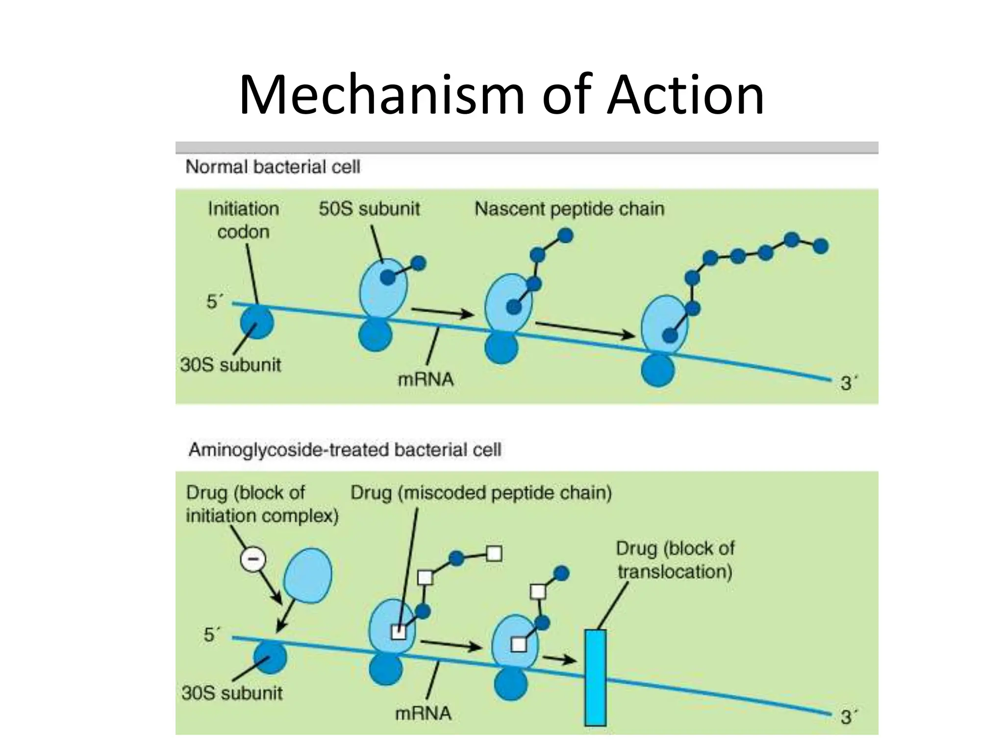 Cell Wall Synthesis Inhibitors & Protein Syn.pptx
