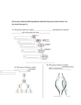 Cell wikki worksheet | PDF