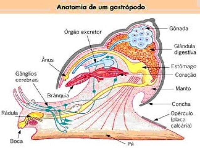 Celomados triblásticos anelídeos e moluscos