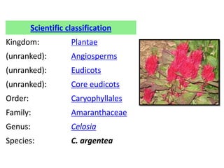 Celosia.pptx