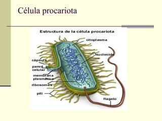 Celula | PPT