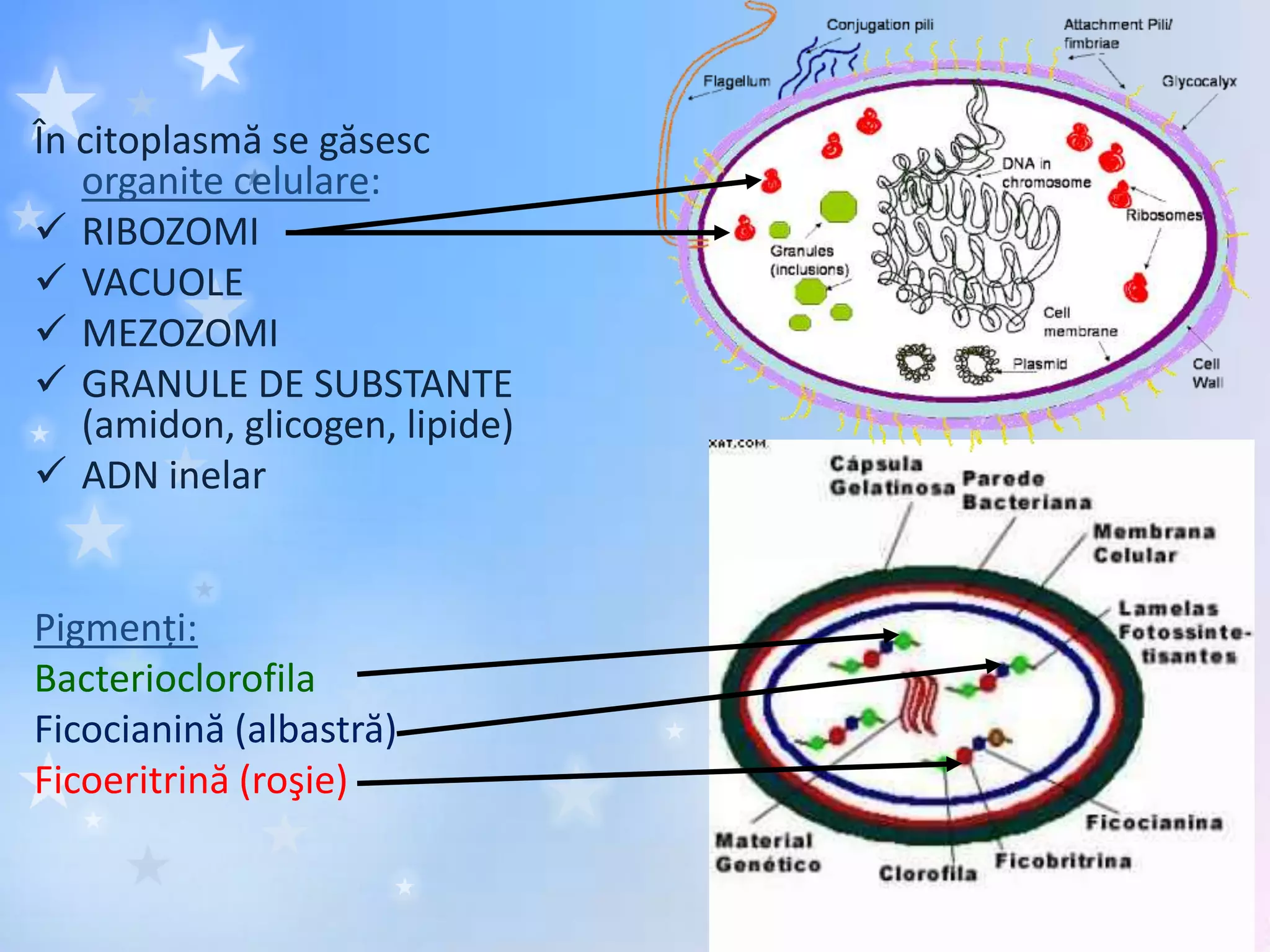 Celula. Structura, proprietati | PPTX