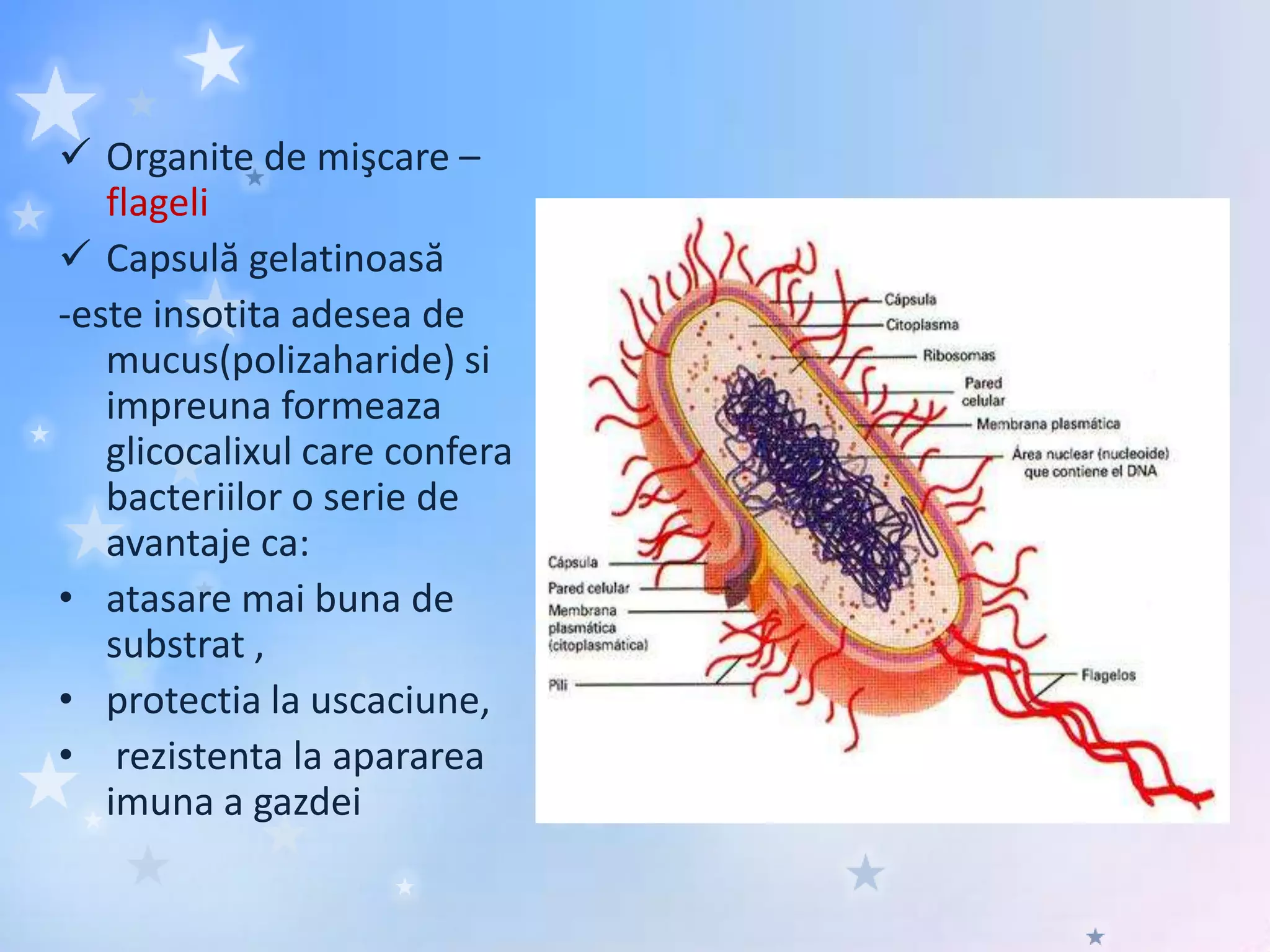 Celula. Structura, proprietati | PPTX
