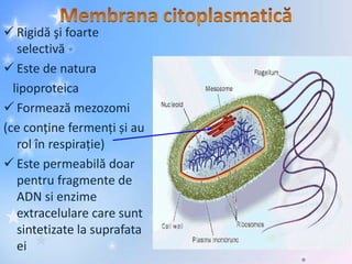 Celula. Structura, proprietati | PPTX