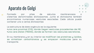 Organelos Celulares, Biología para segundo año Bachilleratp | POTX