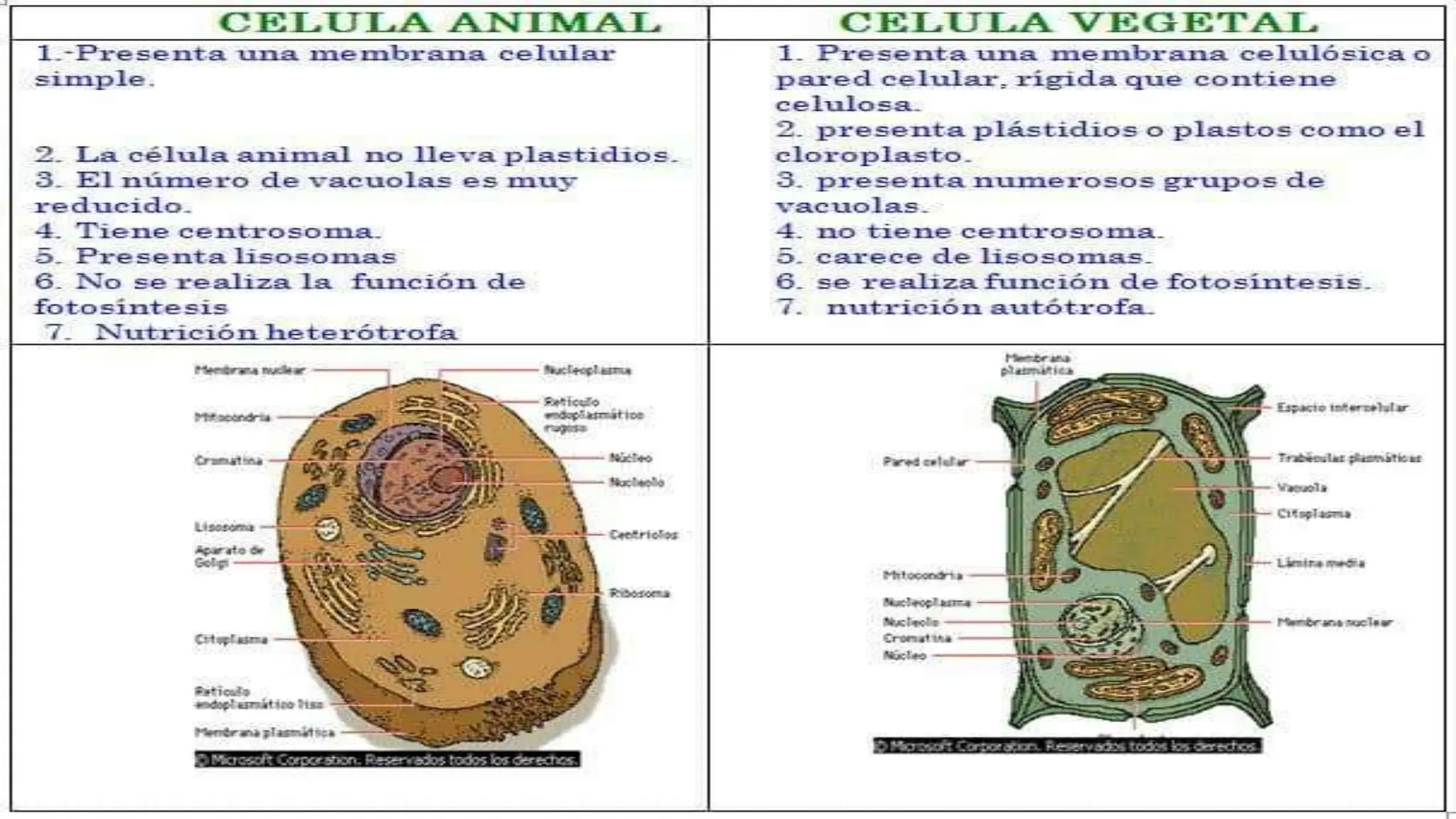 celula, partes, componentes y funciones.ppxt