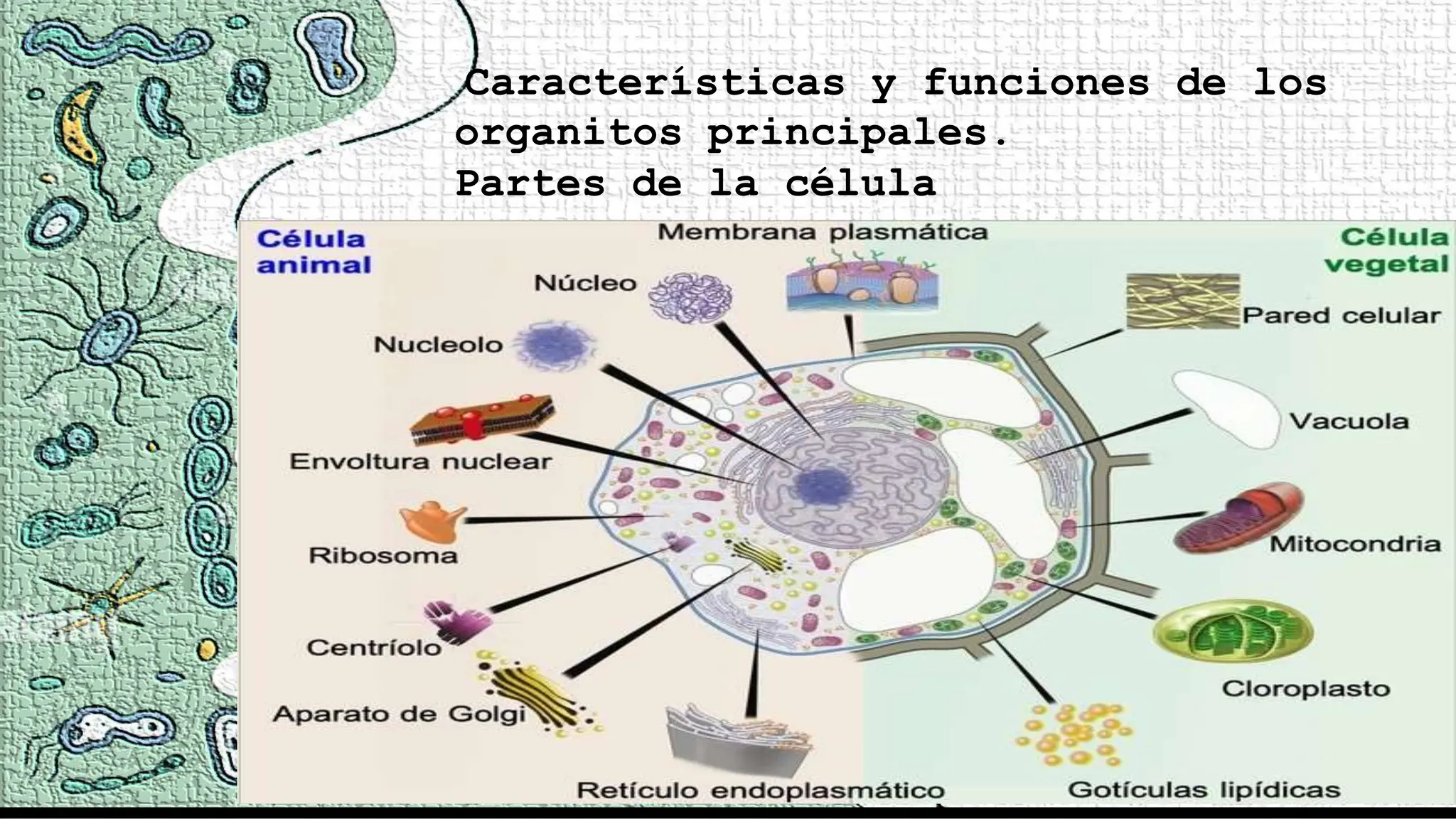 celula, partes, componentes y funciones.ppxt