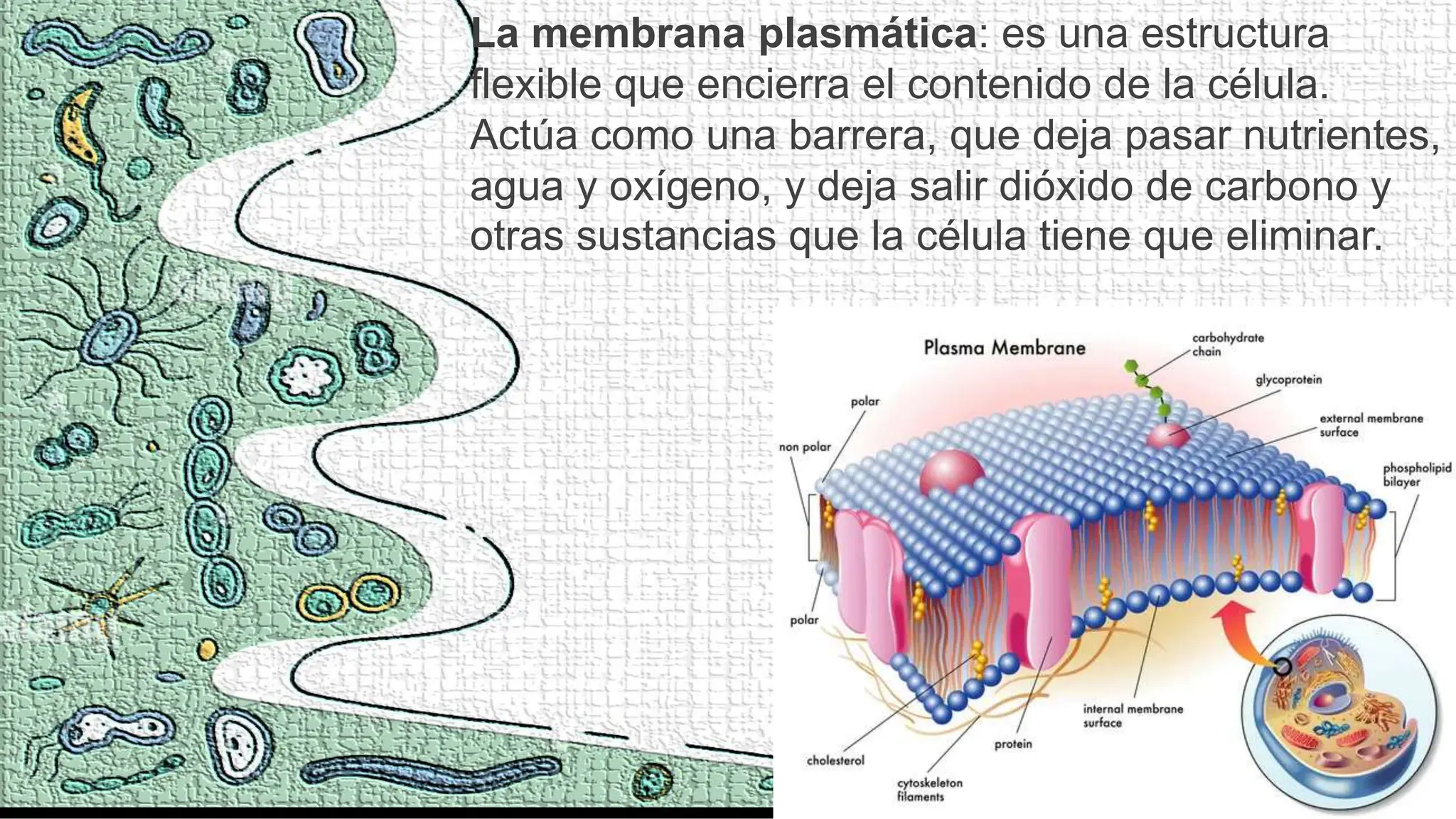 celula, partes, componentes y funciones.ppxt