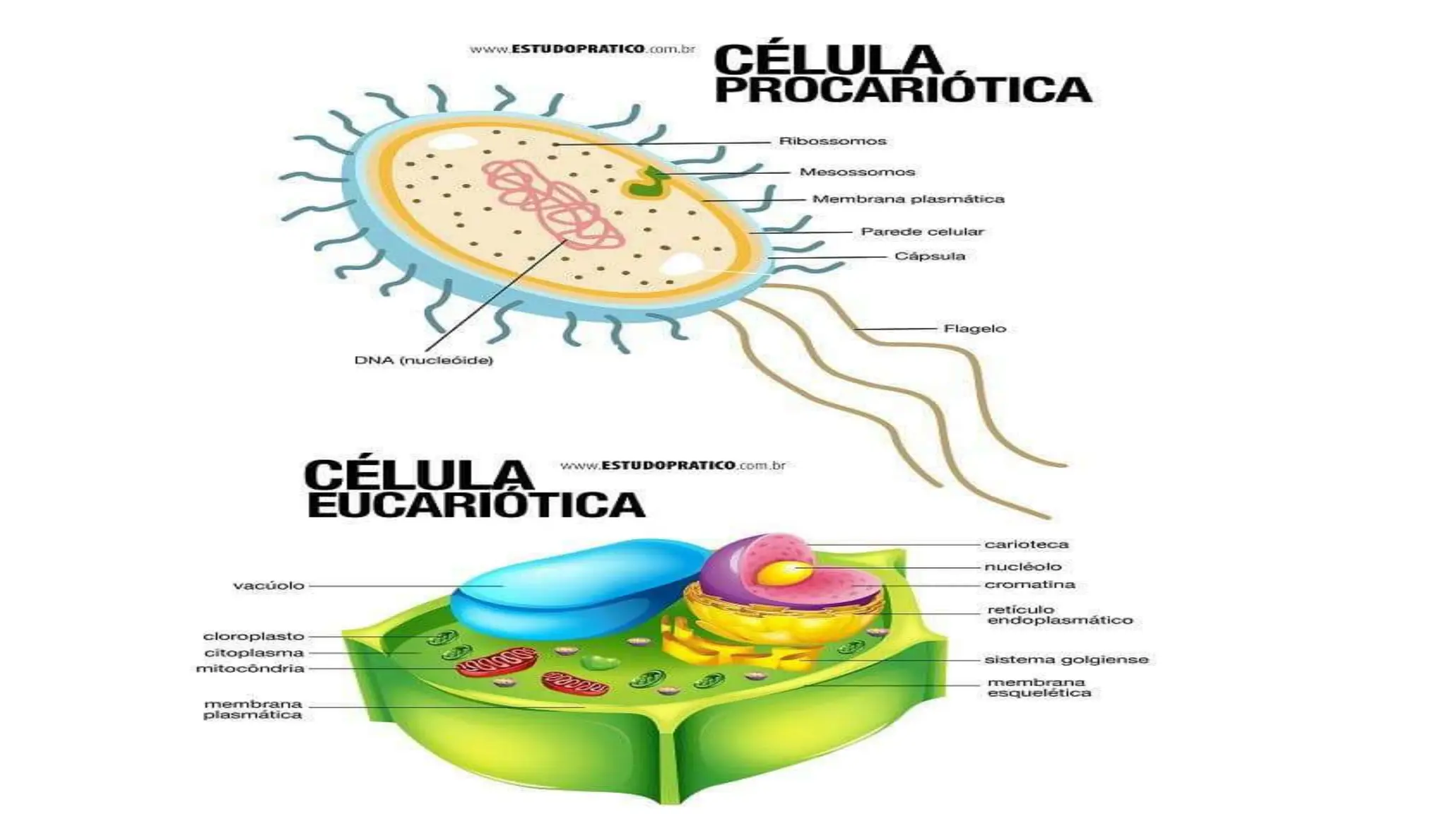 celula, partes, componentes y funciones.ppxt