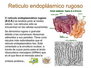 Celula Didactica 2 | PPS