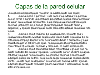 Celula Didactica 2 | PPS