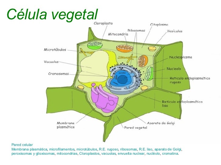 Lamina de la celula vegetal - Imagui