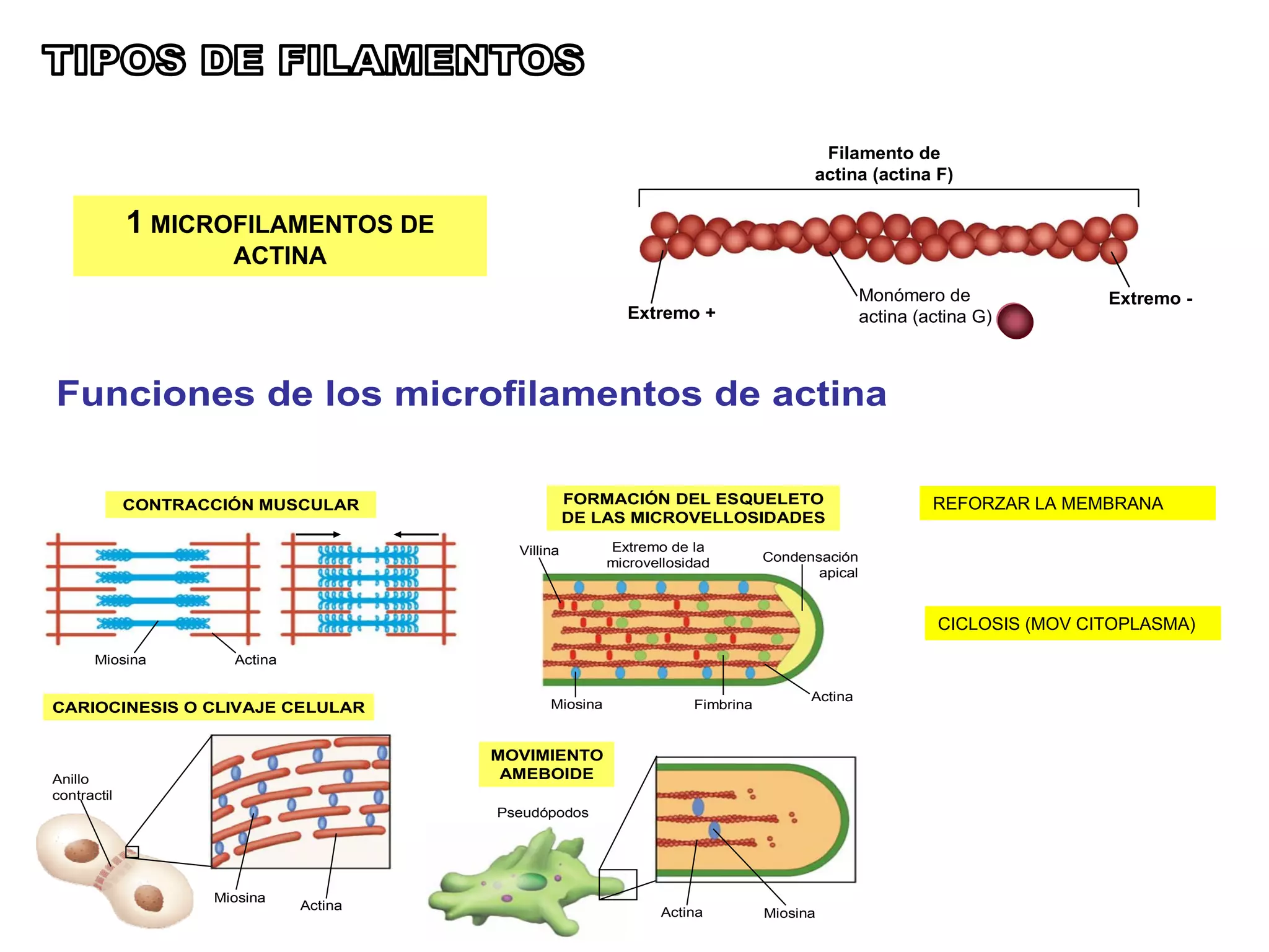 Celula Hialoplasma O Citosol | PPT