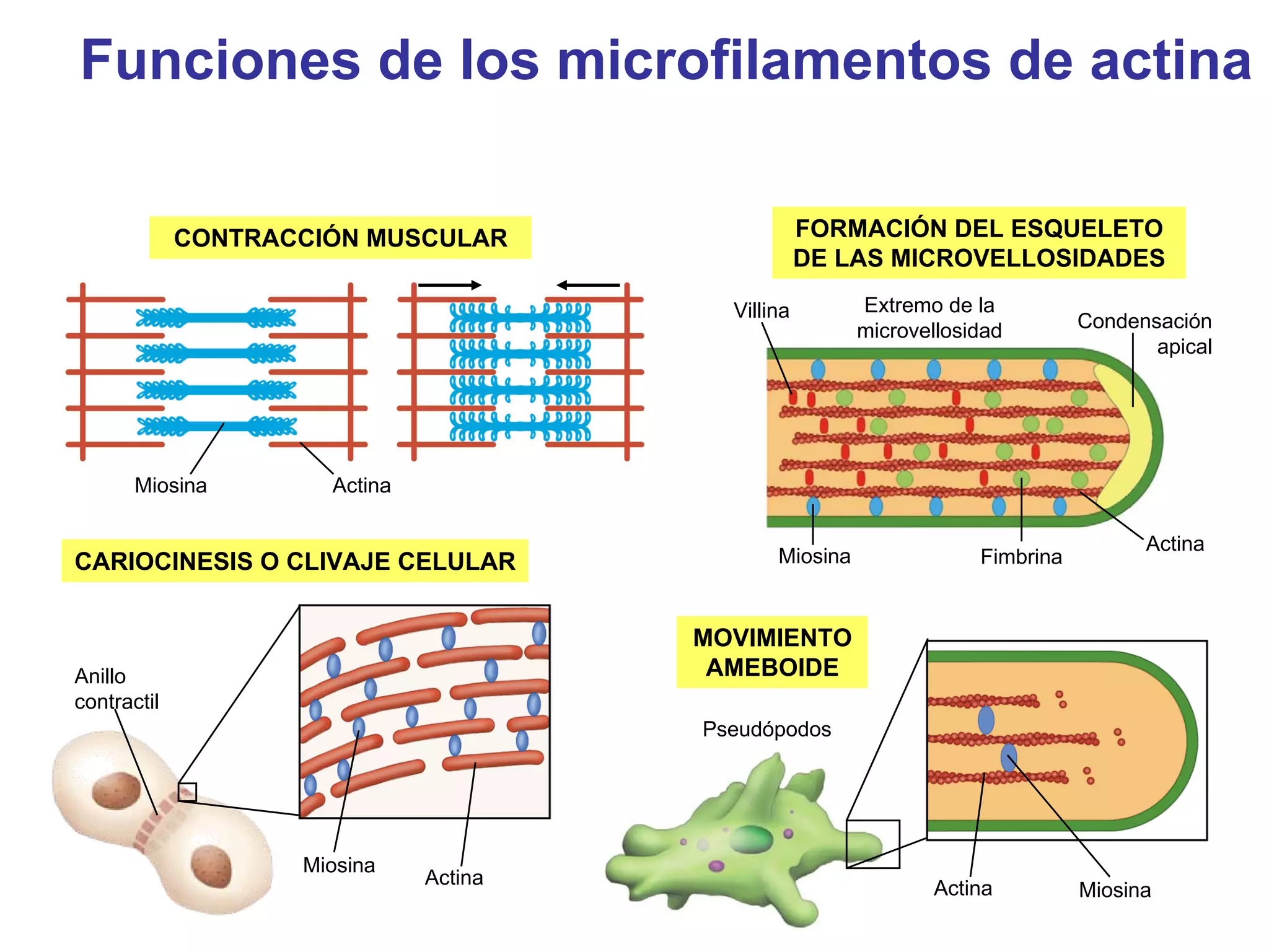 Celula Hialoplasma O Citosol | PPT