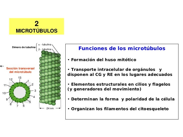 Celula Hialoplasma O Citosol