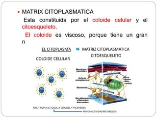 Celula | PPT