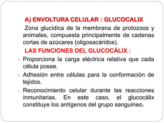 Celula | PPT