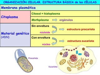 Celula 4eso | PDF