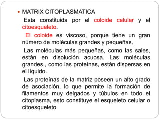 CELULA ANATOMIA Y FISIOLOGIA DE CADA UNA DE SUS PARTES.ppt
