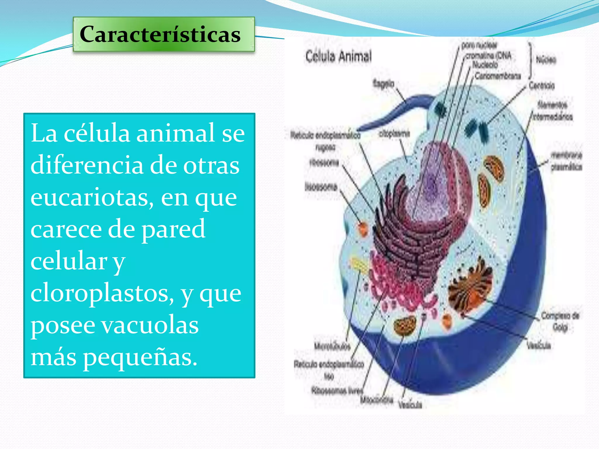 Cèlula animal y sus partes | PPTX