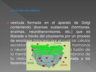 Celula animal | PPTX