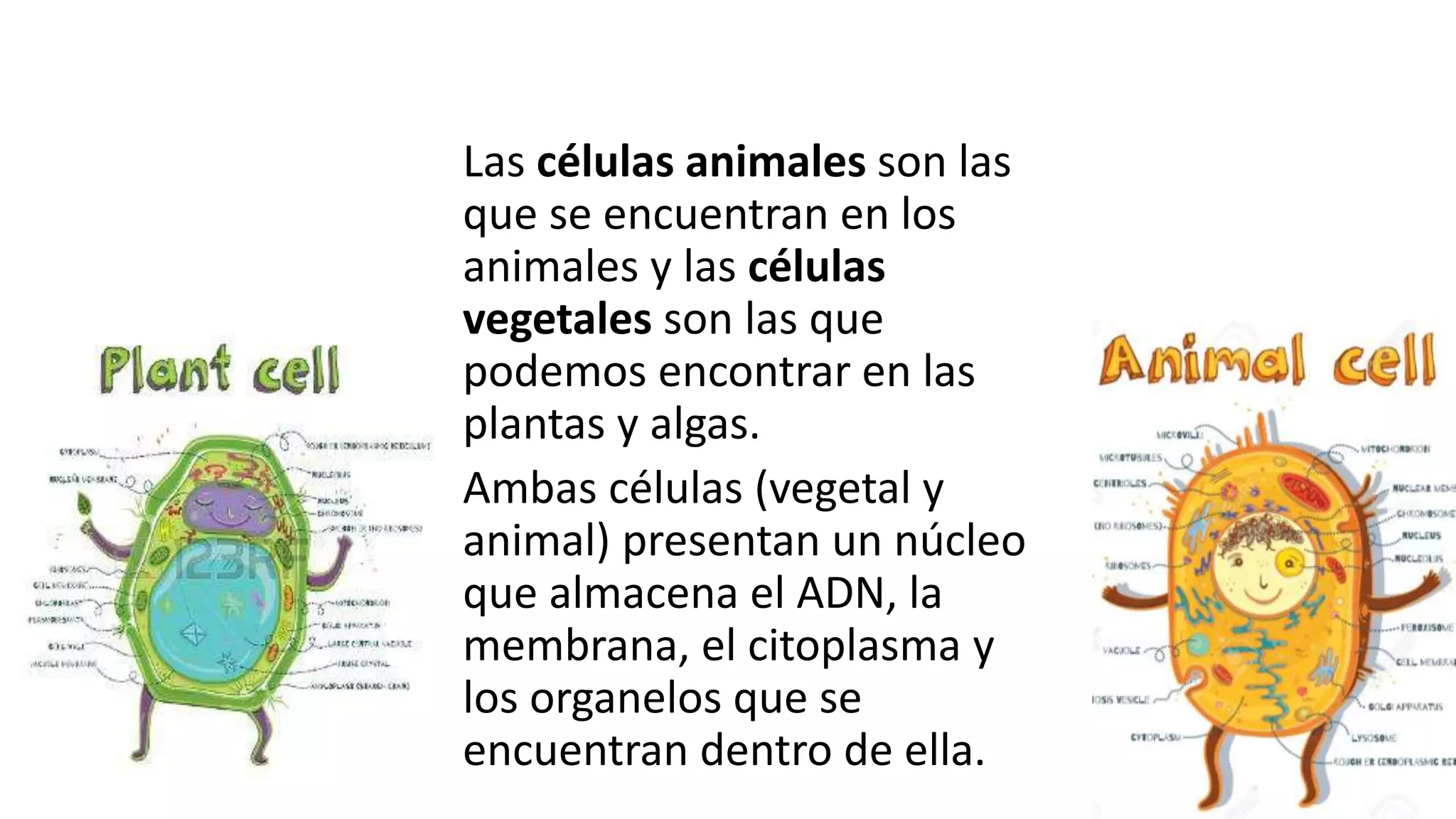CELULA ANIMAL Y CELULA VEGETAL.pptx