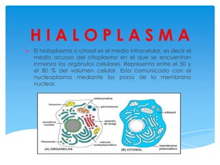 Celula bacteriana | PPTX