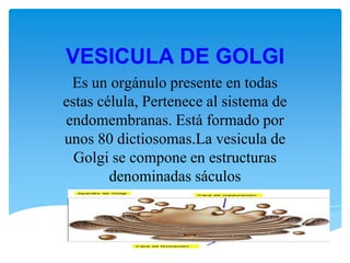 Celula bacteriana | PPTX