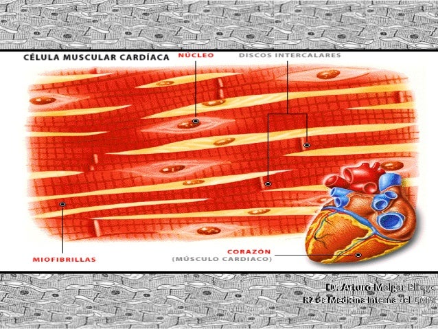 Diagrama De Celulas Cardiacas Internal Structure Of The Cardiac Muscle