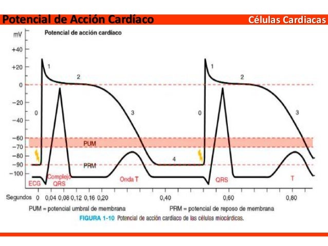 Célula cardiaca